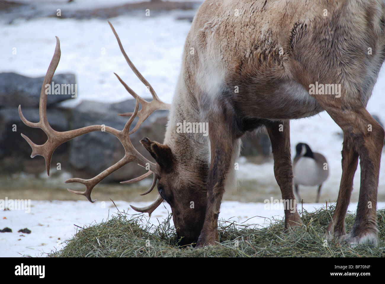 A North American elk feeding Stock Photo - Alamy