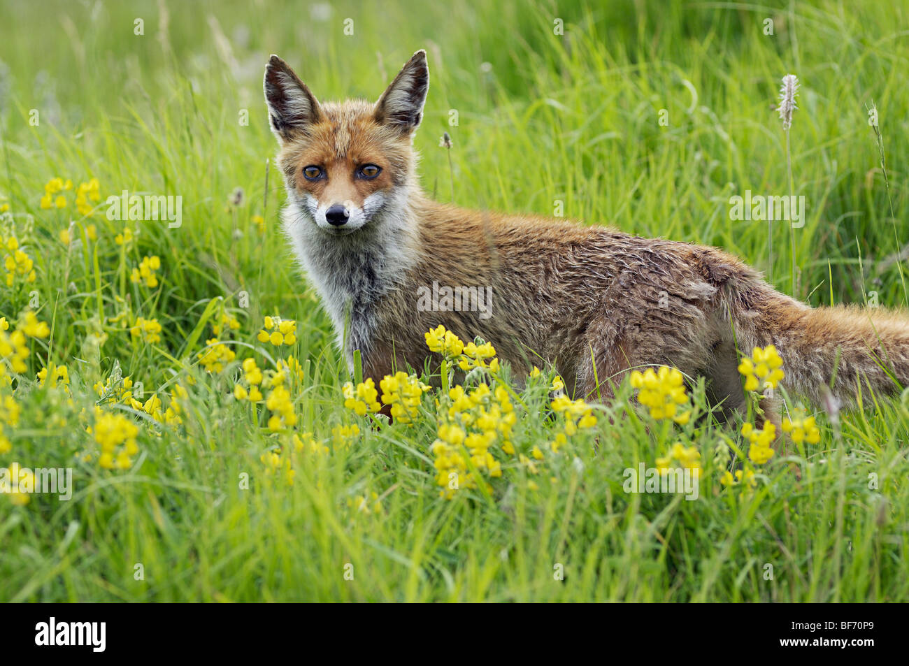 Red Fox - standing in meadow / Vulpes vulpes Stock Photo - Alamy
