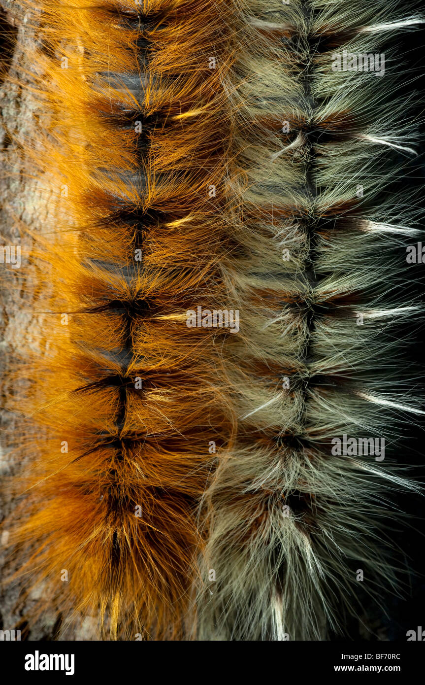 Pachymeta robusta Msasa moth Charax butterfly hairy moth caterpillar ...