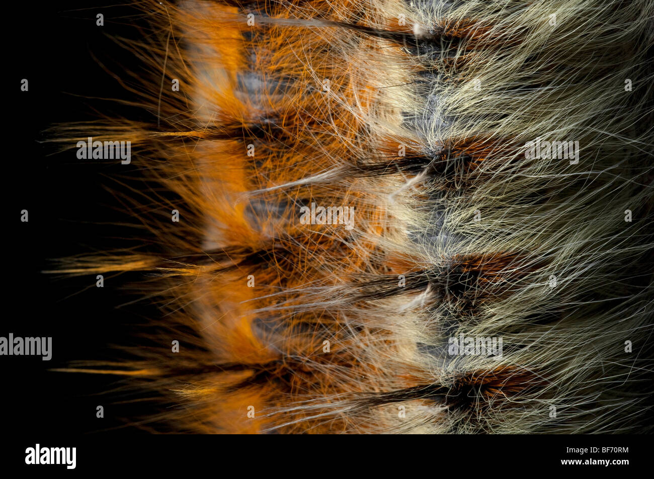 Pachymeta robusta Msasa moth Charax butterfly hairy moth caterpillar ...