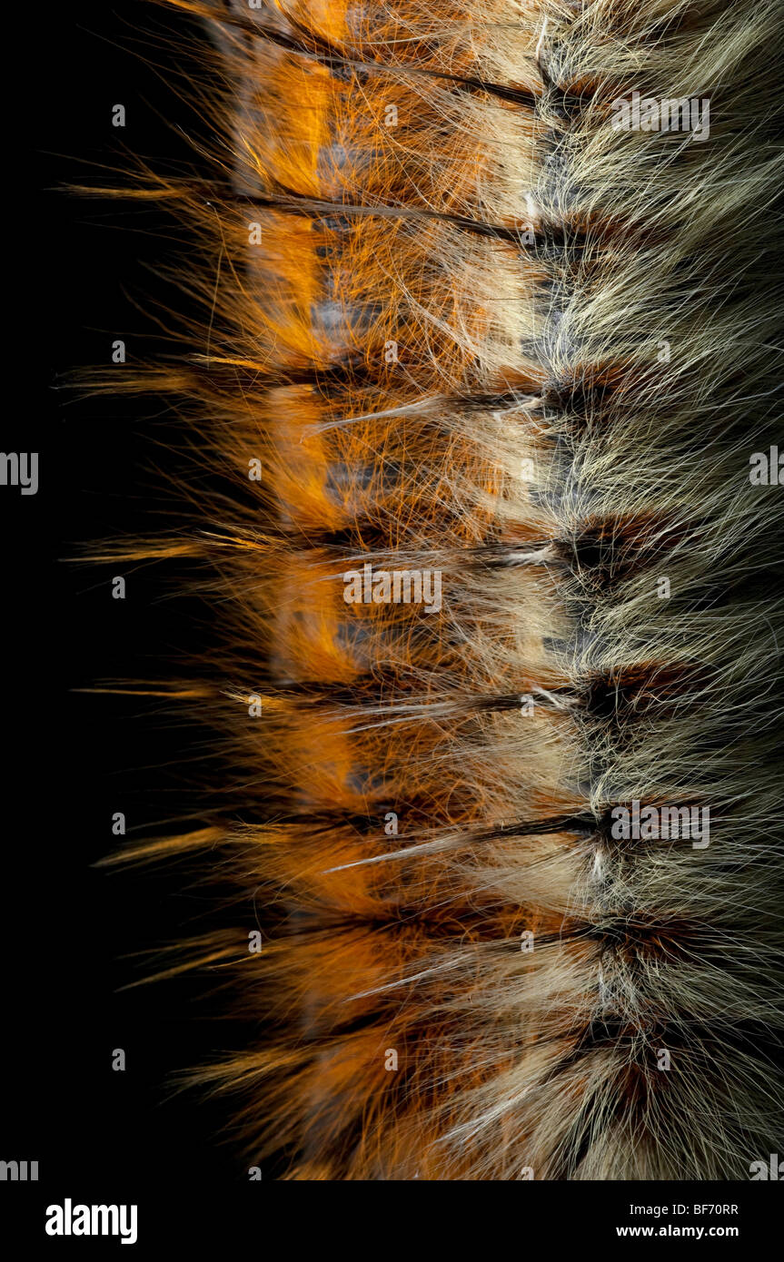 Pachymeta robusta Msasa moth Charax butterfly hairy moth caterpillar ...