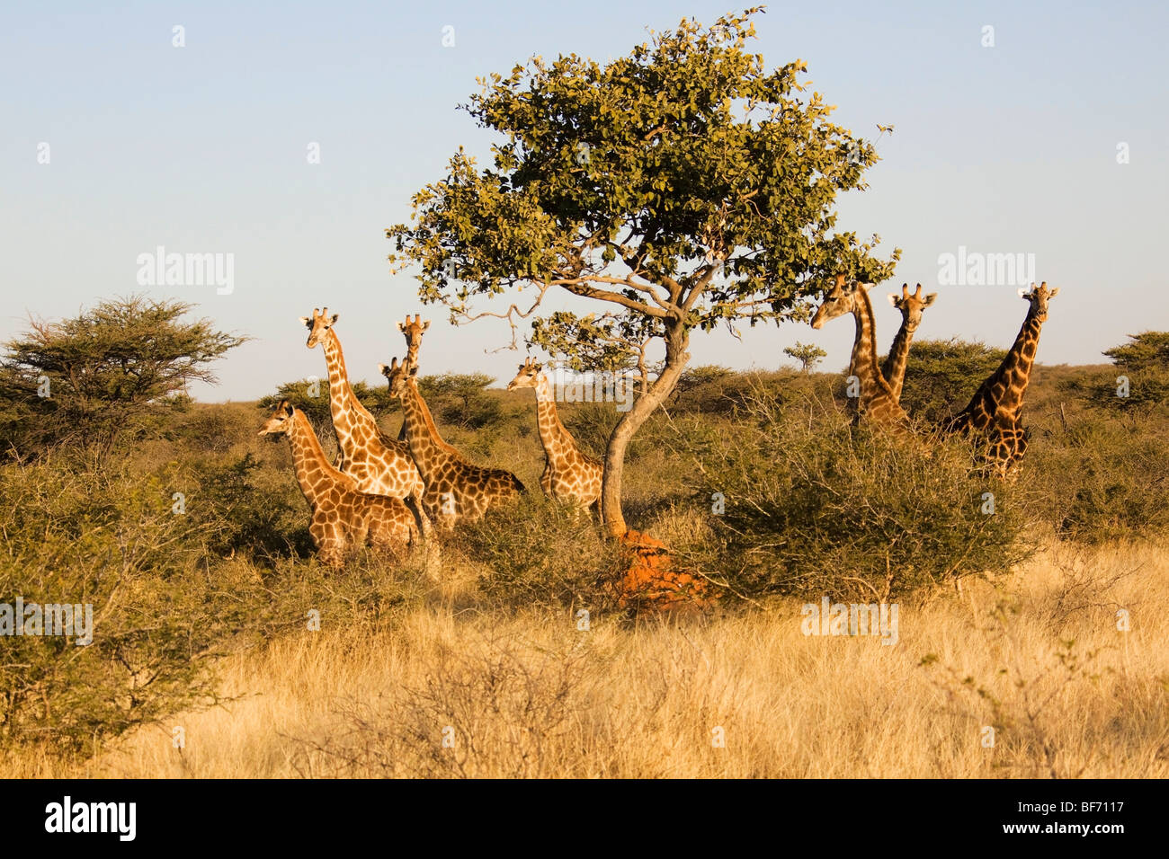 Giraffes - herd between trees / Giraffa camelopardalis Stock Photo - Alamy