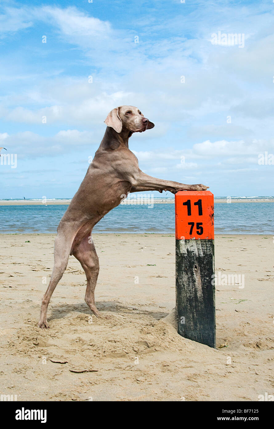 Dog on pole hi-res stock photography and images - Alamy