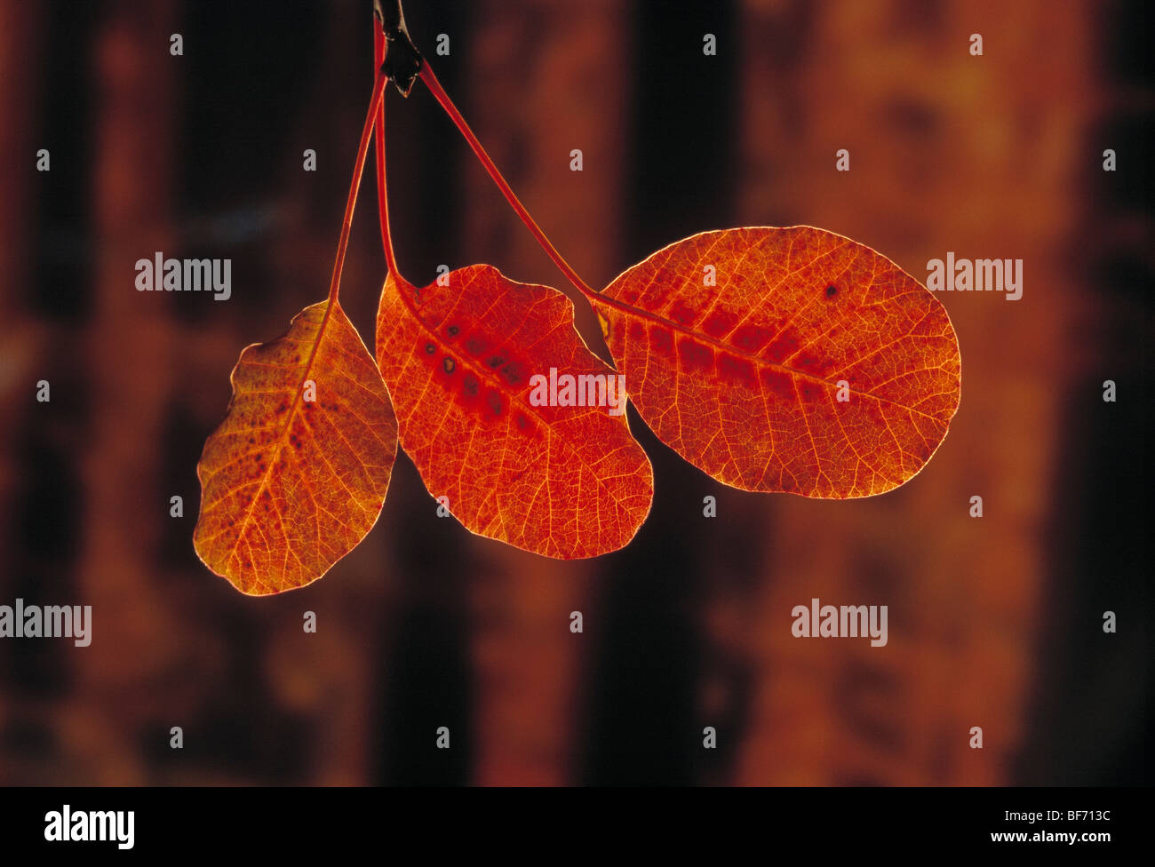 red beech, european beech, fagus sylvatica Stock Photo - Alamy