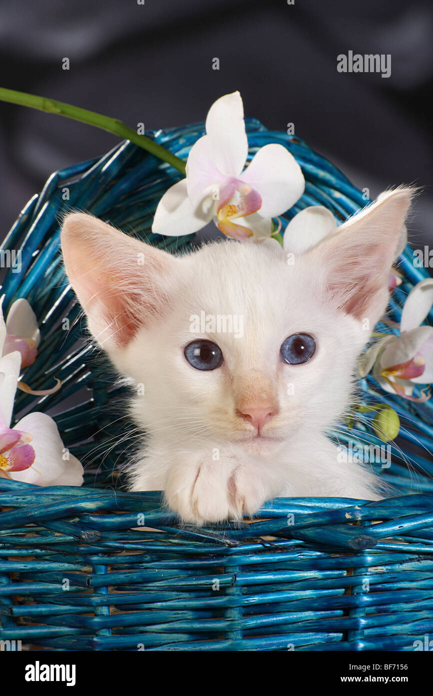 Balinese cat - kitten in basket Stock Photo - Alamy