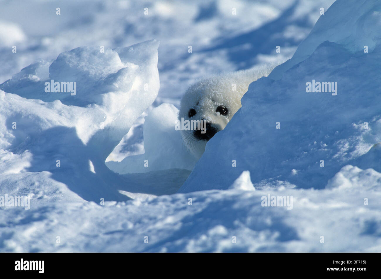 harp seal, phoca groenlandica, pagophilus groenlandicus Stock Photo - Alamy harp seal, phoca groenlandica, pagophilus groenlandicus Stock Photo - Alamy