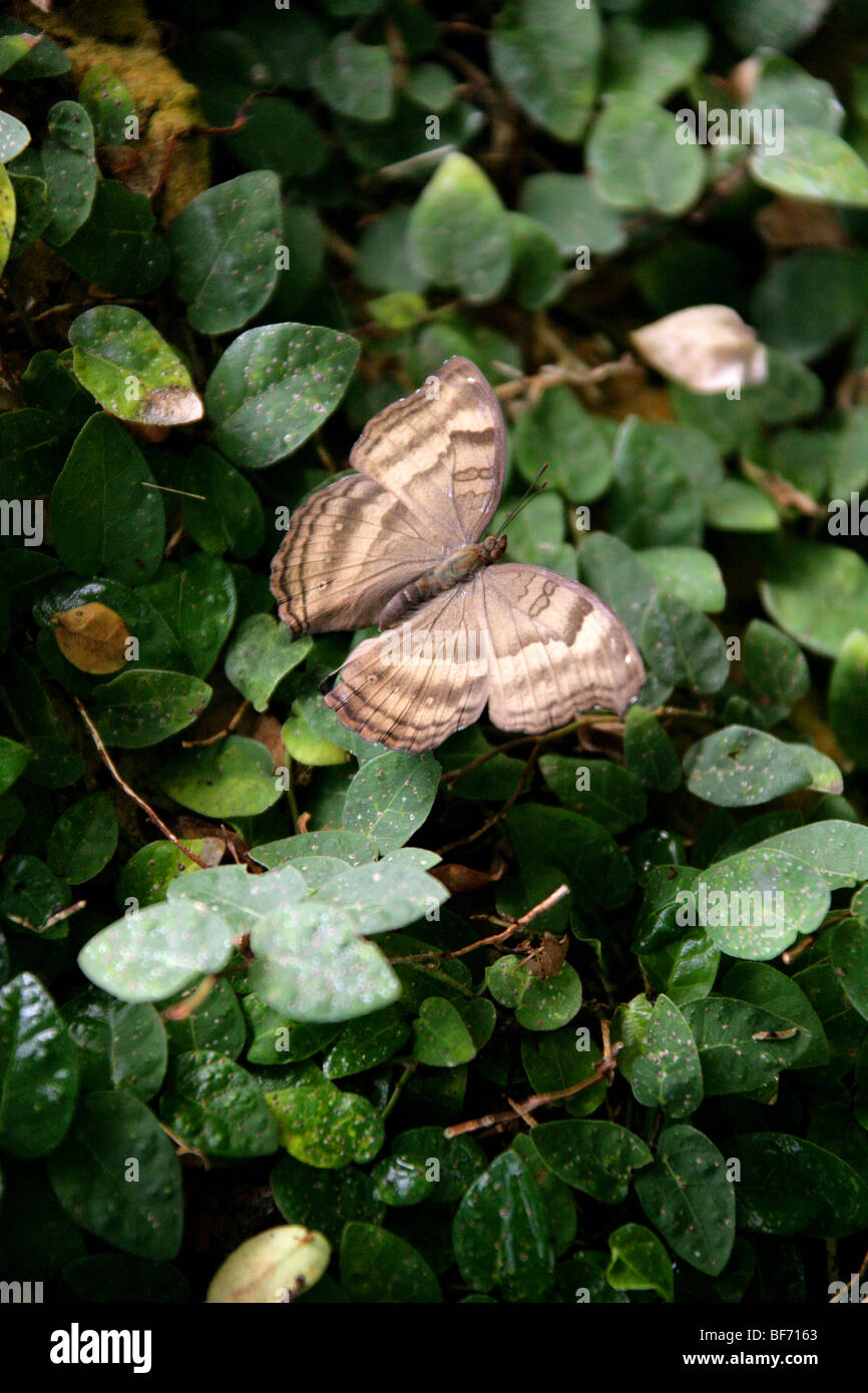 Chocolate soldier hi-res stock photography and images - Alamy