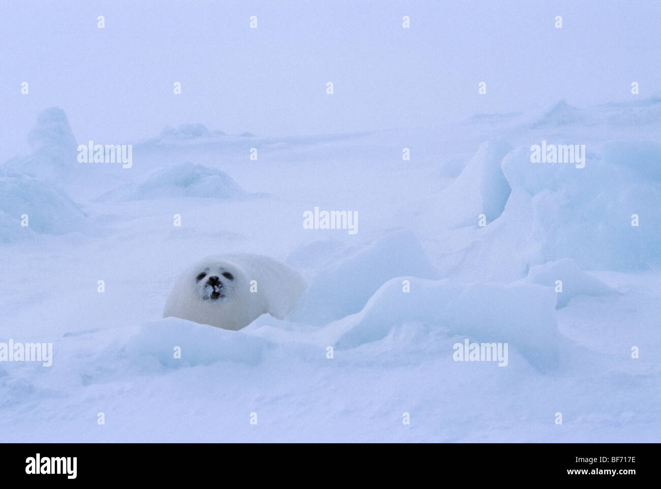 harp seal, phoca groenlandica, pagophilus groenlandicus Stock Photo - Alamy harp seal, phoca groenlandica, pagophilus groenlandicus Stock Photo - Alamy