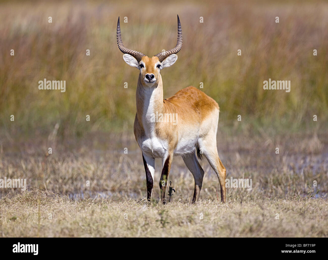Lechwe - standing / Kobus leche Stock Photo - Alamy