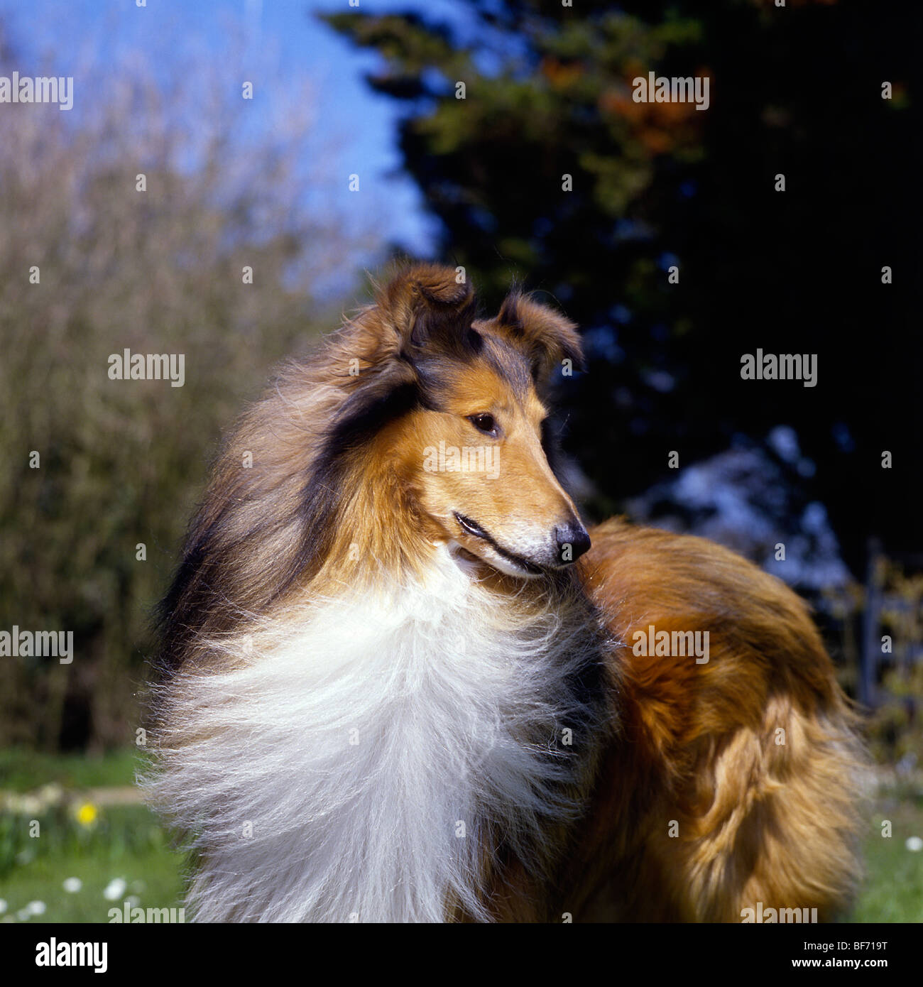 Rough collies hi-res stock photography and images - Alamy