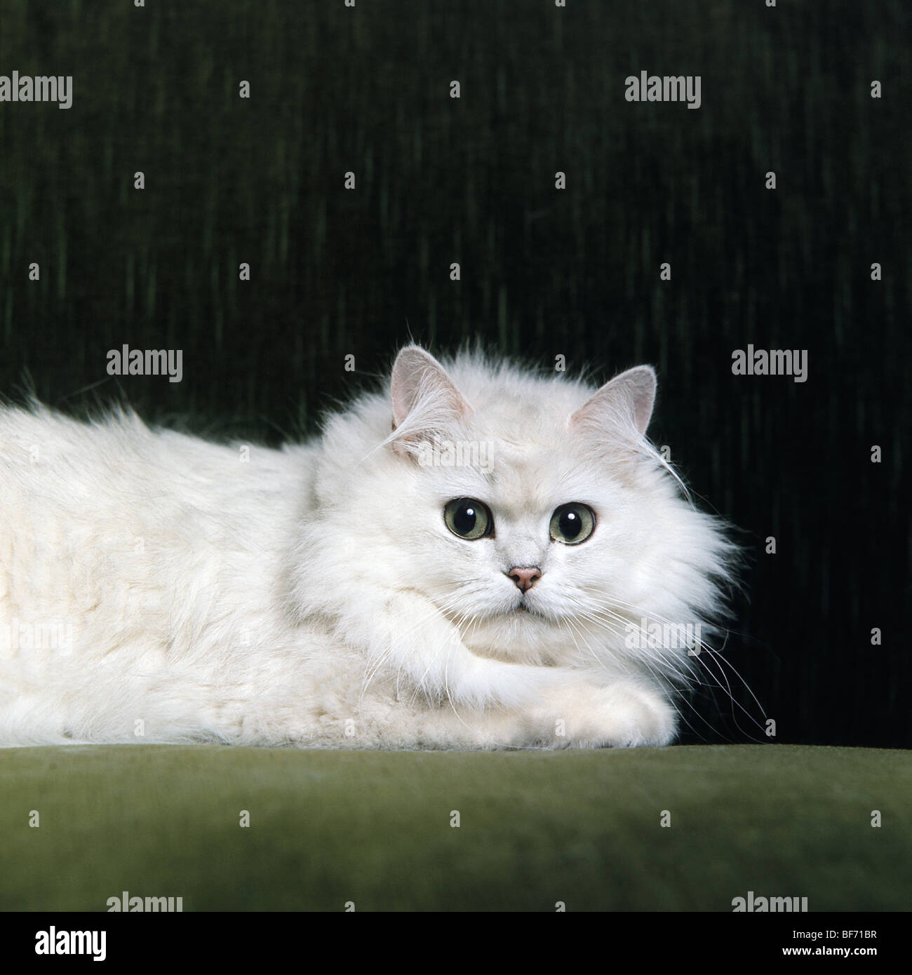 Champion cat hi-res stock photography and images - Alamy