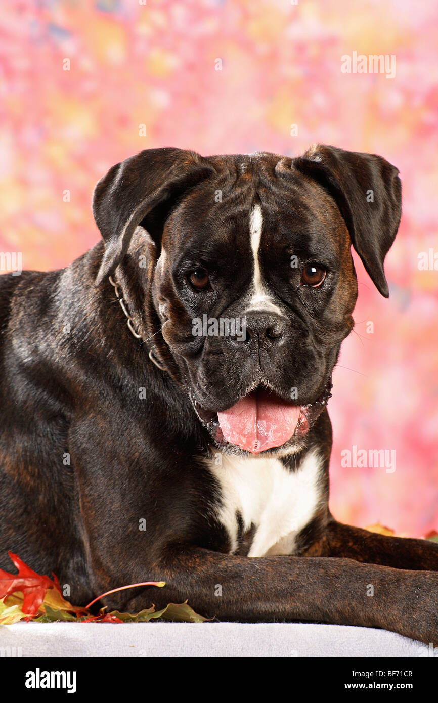 Boxer dog - lying - portrait Stock Photo - Alamy