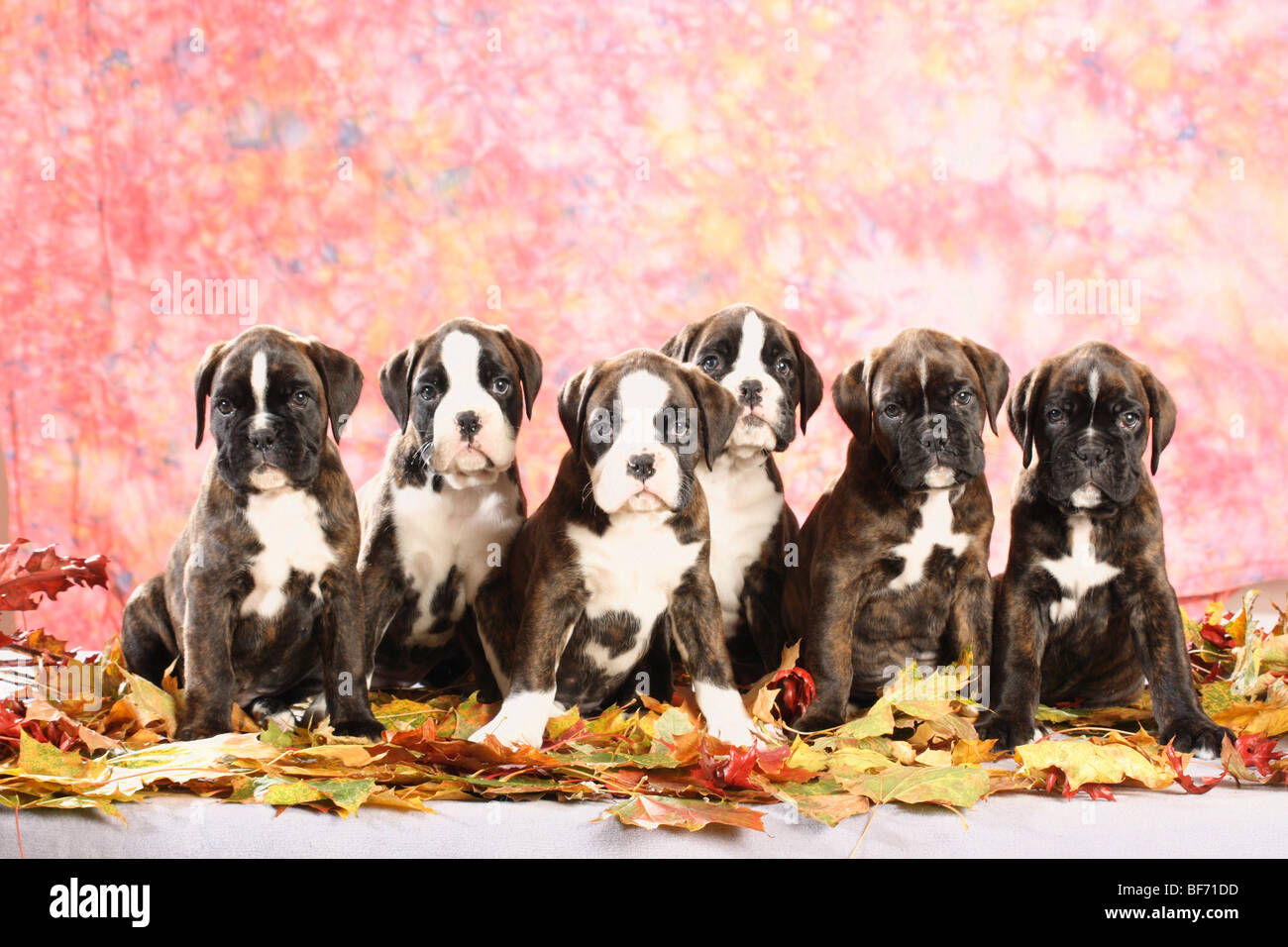 Boxer dog - six puppies sitting on autumn foliage Stock Photo - Alamy