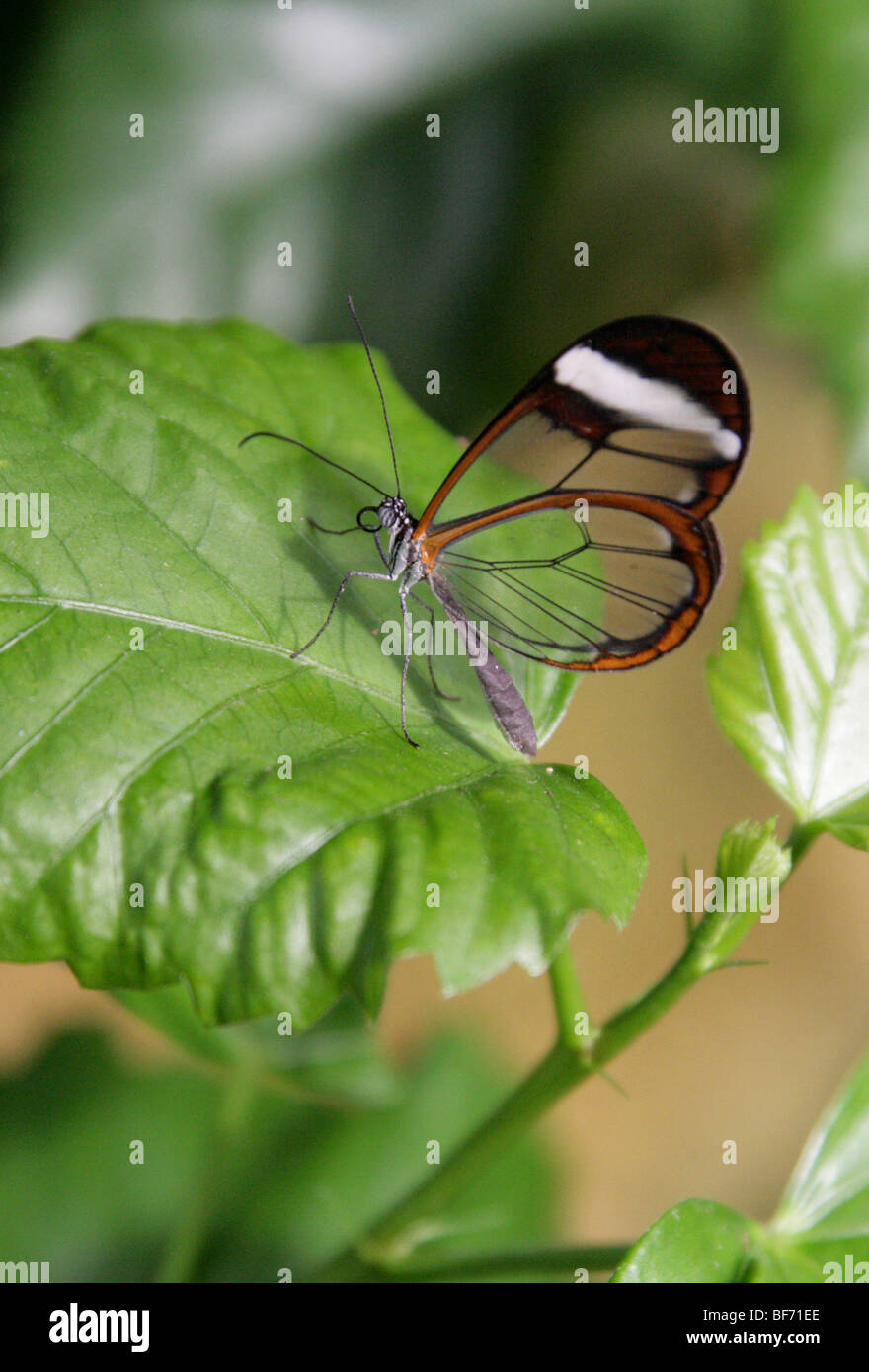 The Glass Wing Butterfly, Greta oto, Nymphalidae, South and Central ...