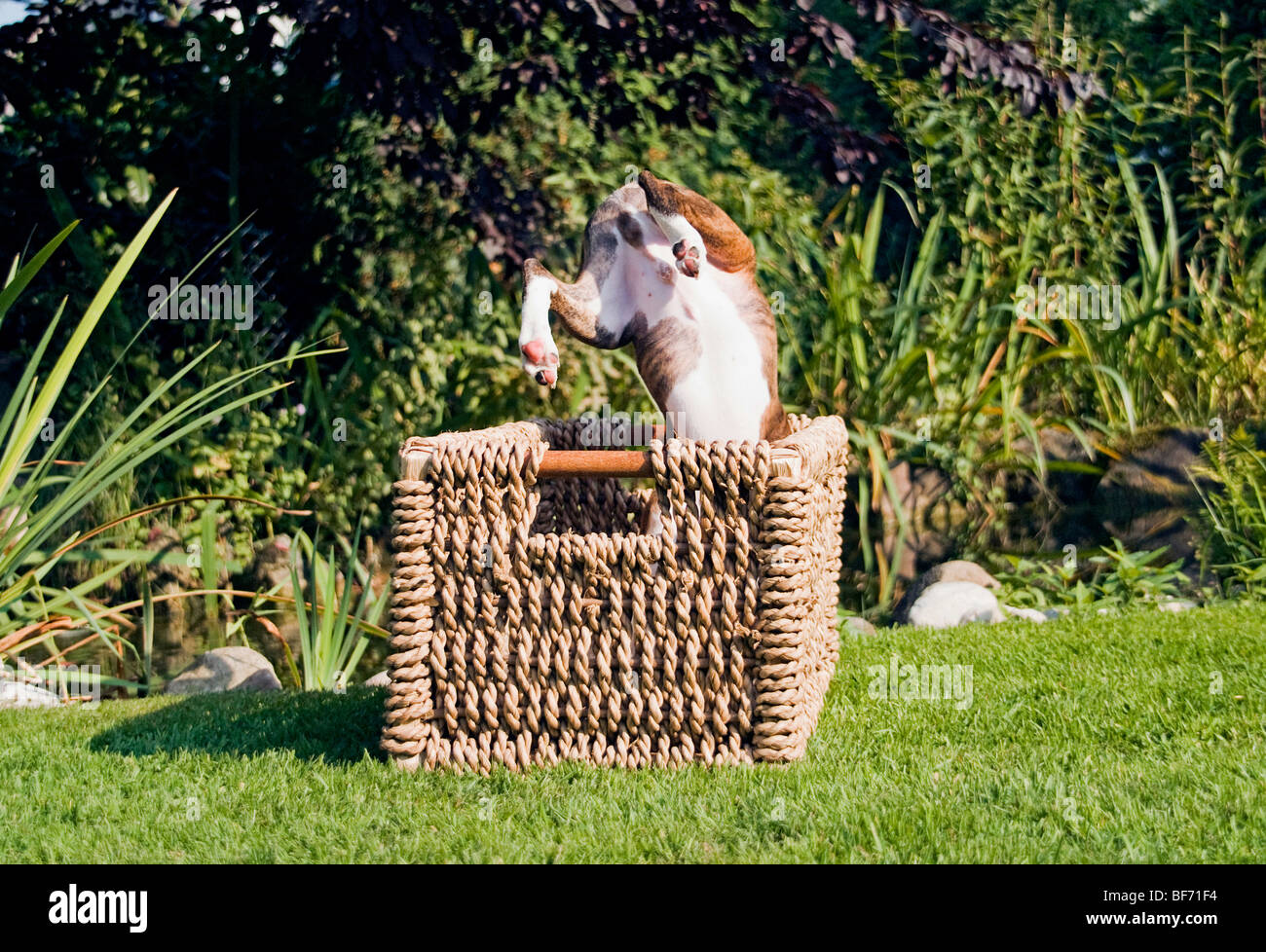 Basenji dog - puppy jumping in a basket Stock Photo - Alamy