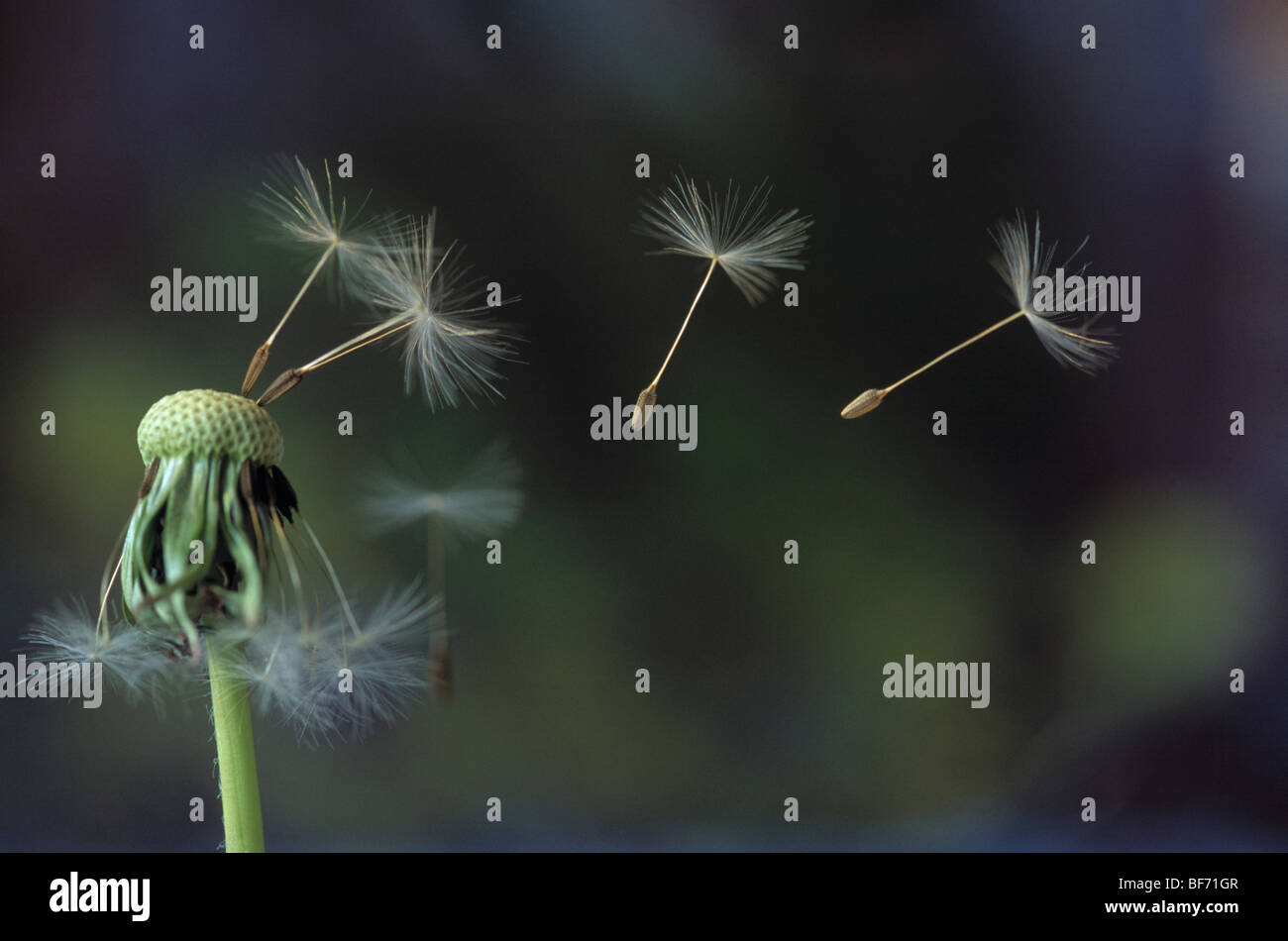 hawkbit, dandelion, leontodon hispidus Stock Photo - Alamy