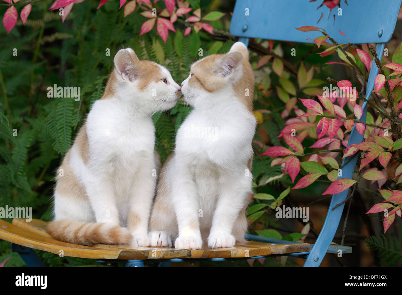 two kittens - smooching Stock Photo - Alamy
