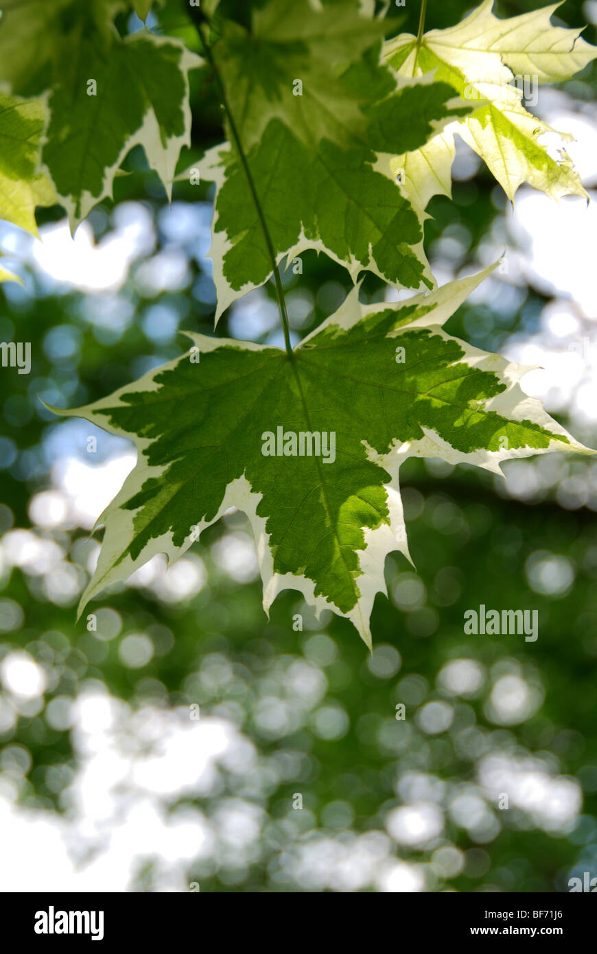 Harlequin maple hi-res stock photography and images - Alamy