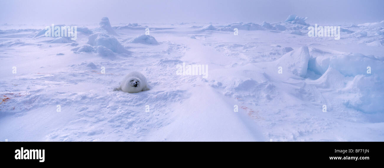 harp seal, phoca groenlandica, pagophilus groenlandicus Stock Photo - Alamy harp seal, phoca groenlandica, pagophilus groenlandicus Stock Photo - Alamy