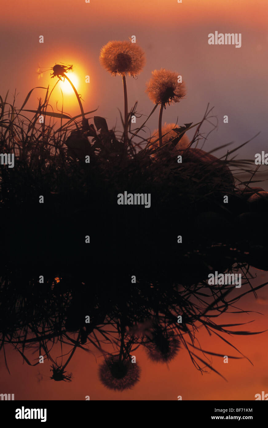 hawkbit, dandelion, leontodon hispidus Stock Photo - Alamy