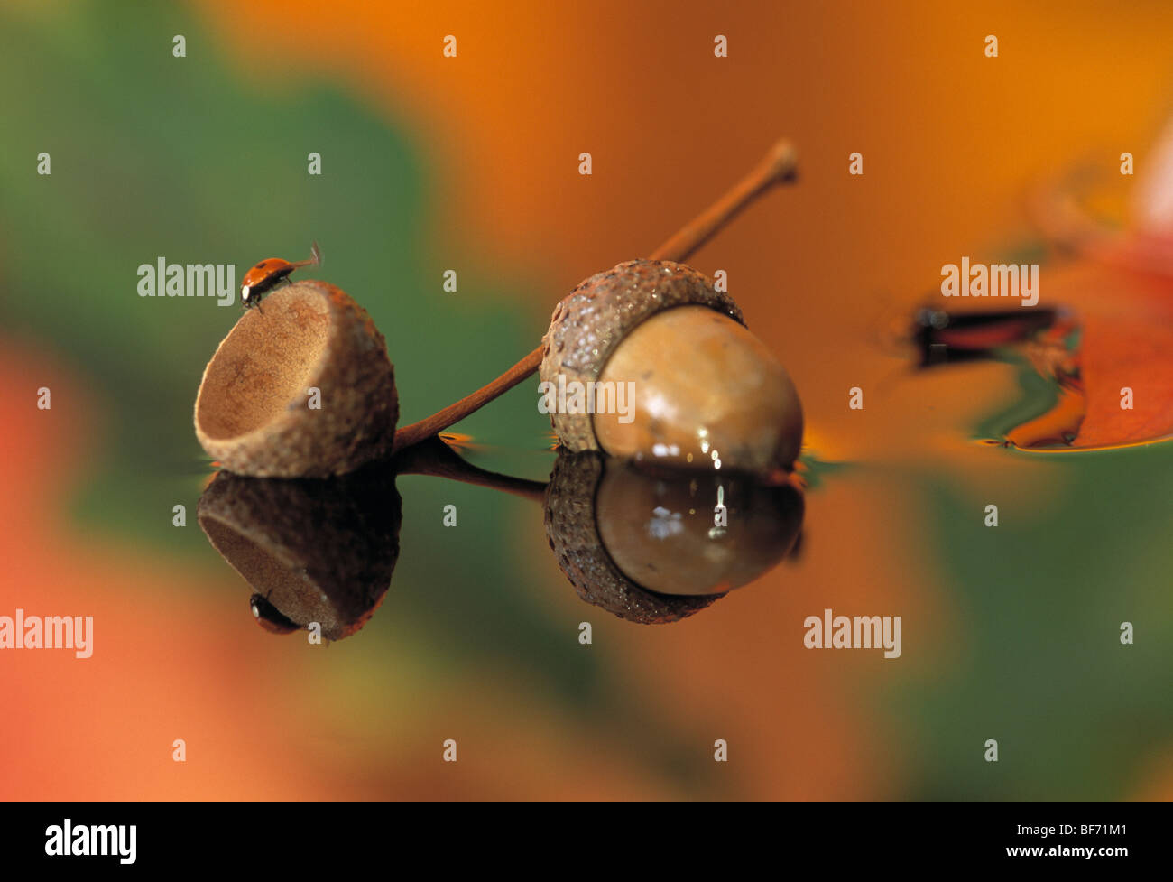 Colorful acorns hi-res stock photography and images - Alamy