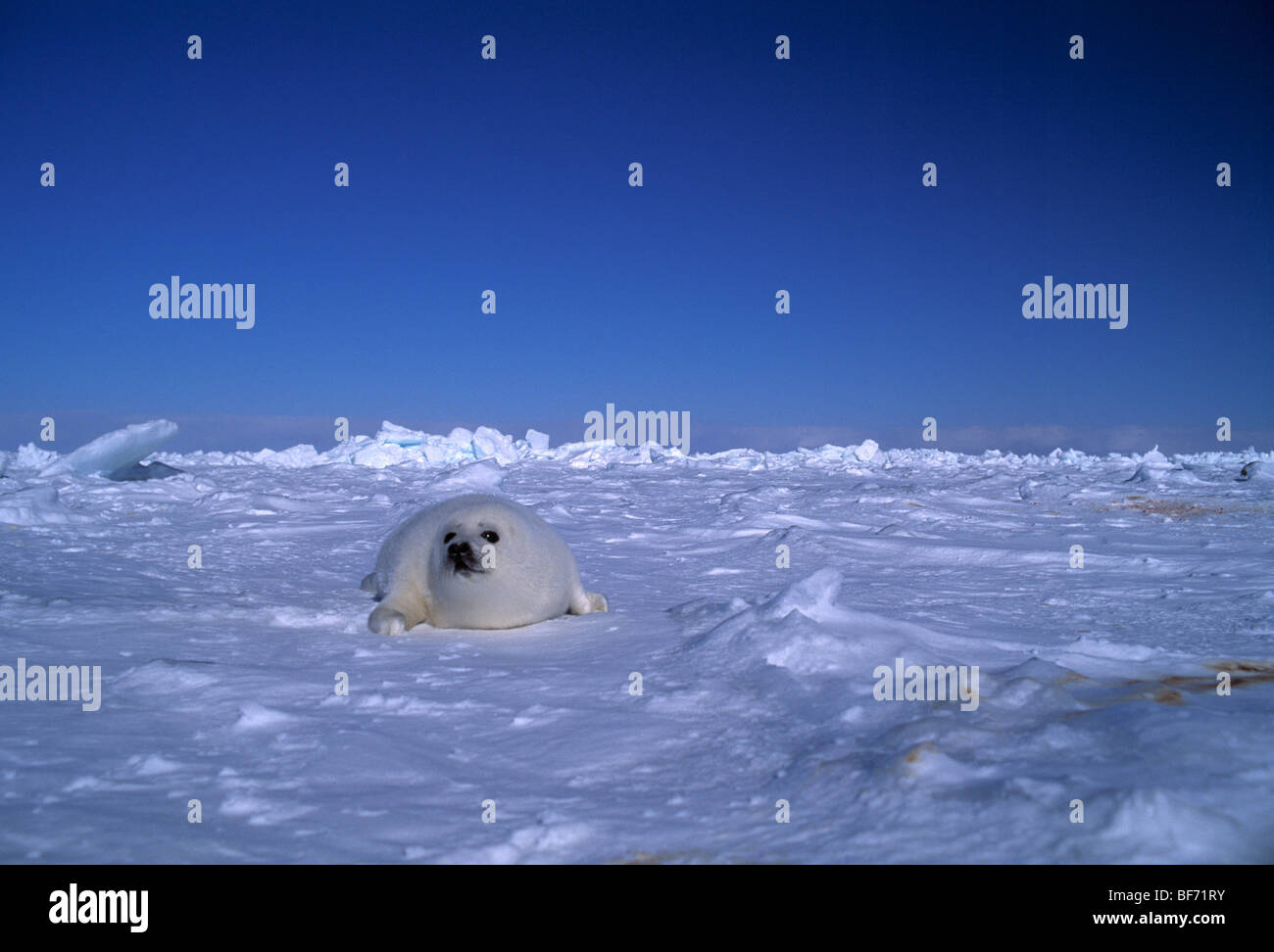 Harp seal phoca groenlandica hi-res stock photography and images - Alamy