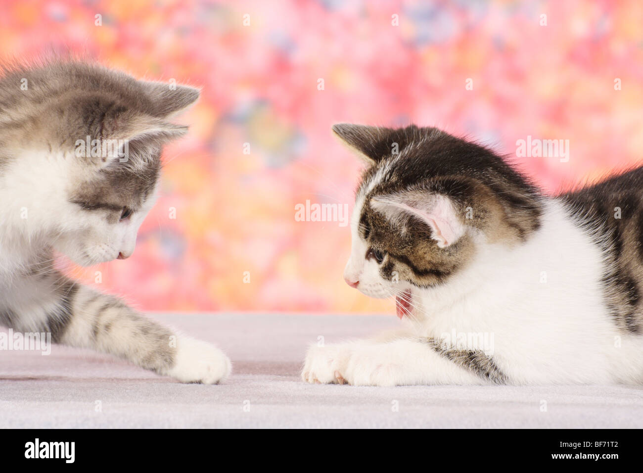 domestic cat - two kittens - playing Stock Photo - Alamy
