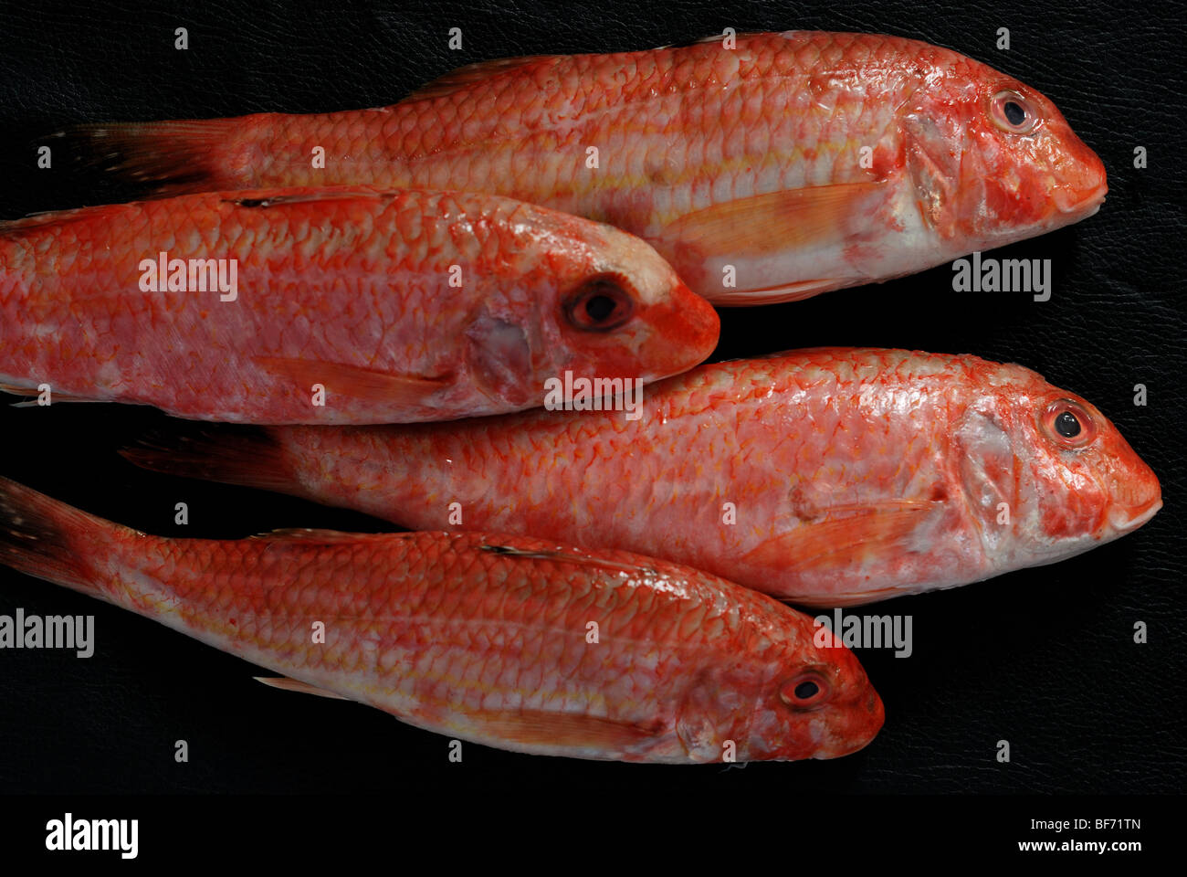 Red mullets, also known as Goatfishes or Mullets, a subtropical marine ...