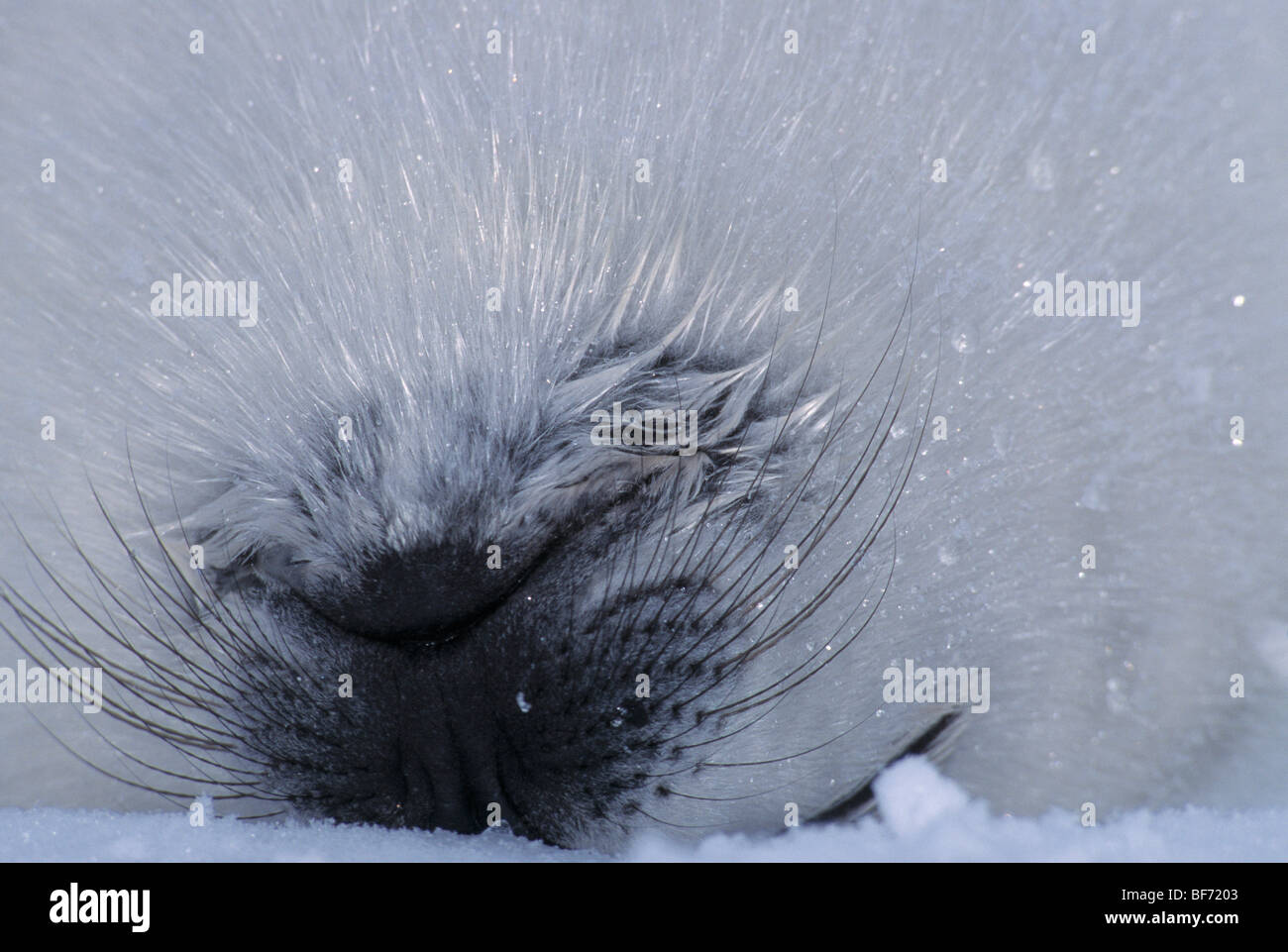 harp seal, phoca groenlandica, pagophilus groenlandicus Stock Photo - Alamy harp seal, phoca groenlandica, pagophilus groenlandicus Stock Photo - Alamy