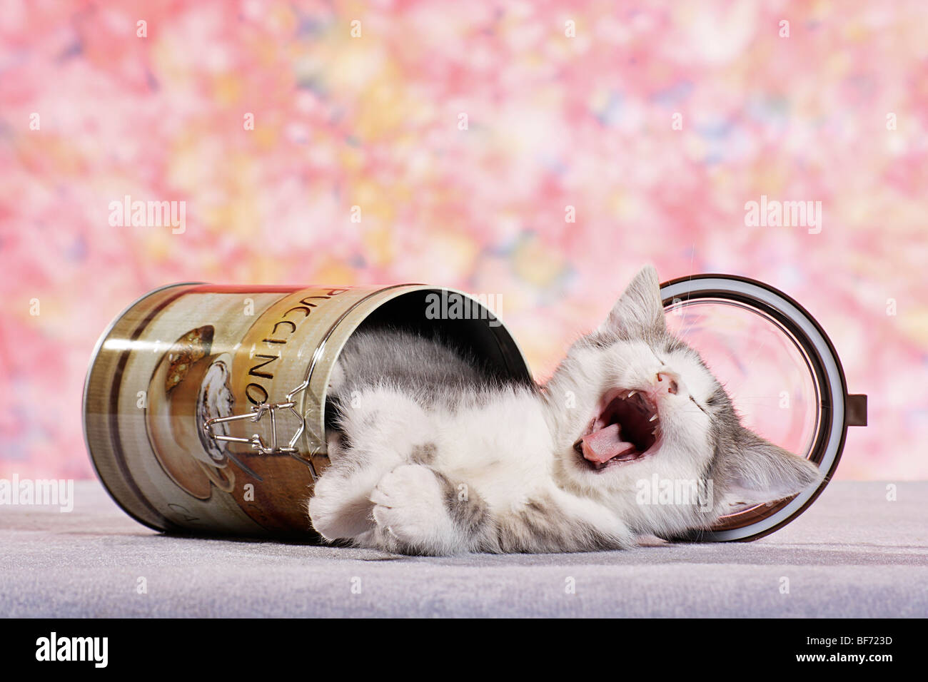 domestic cat - kitten in can - yawning Stock Photo - Alamy