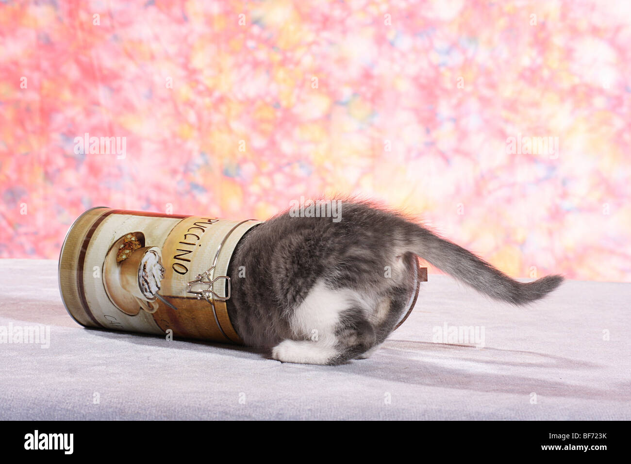 domestic cat - kitten looking into can Stock Photo - Alamy
