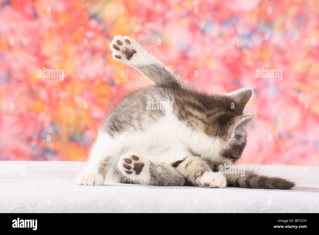 domestic cat - kitten preening itself Stock Photo - Alamy