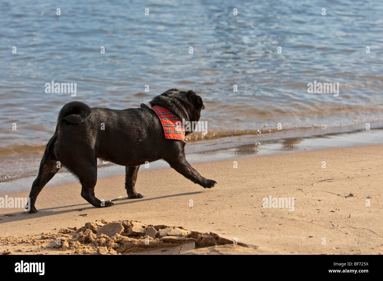 pug dog - walking at the beach Stock Photo - Alamy