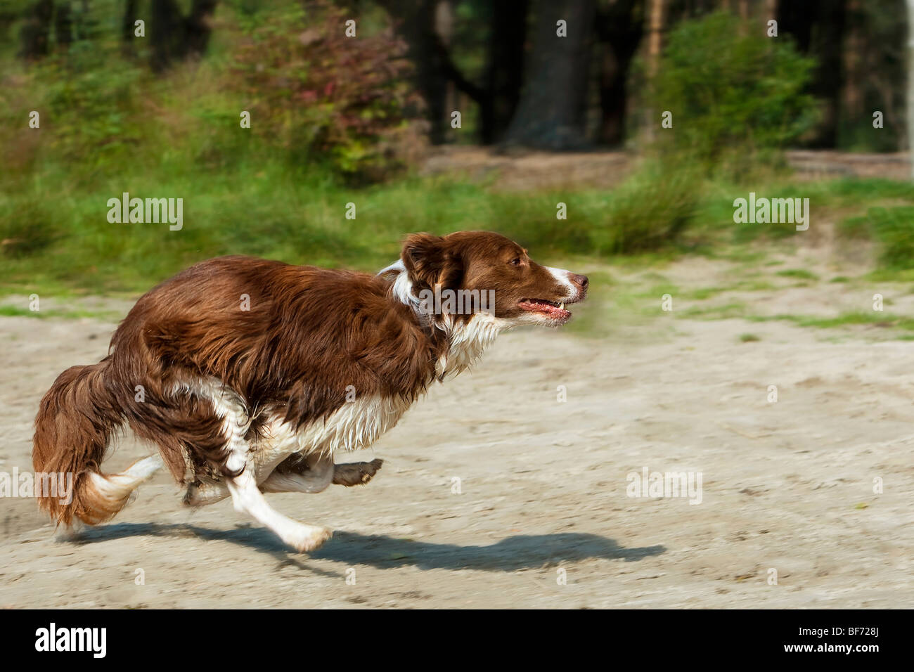 Border Collie dog - running Stock Photo - Alamy