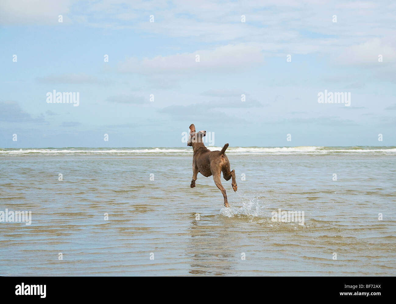 Why Does My Dog Run Behind My Bike