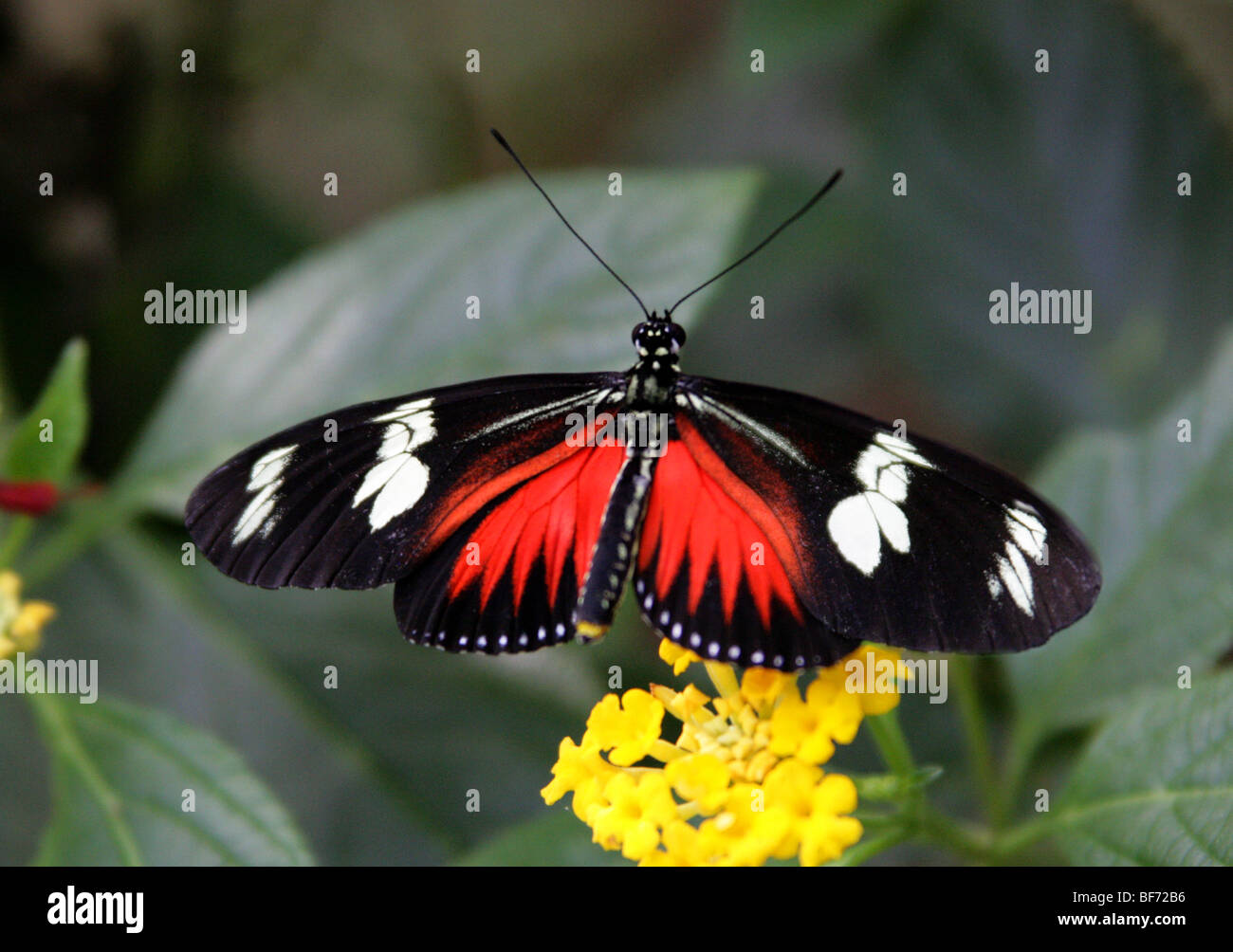 Postman Butterfly, Heliconius melpomene, Nymphalidae, South America ...