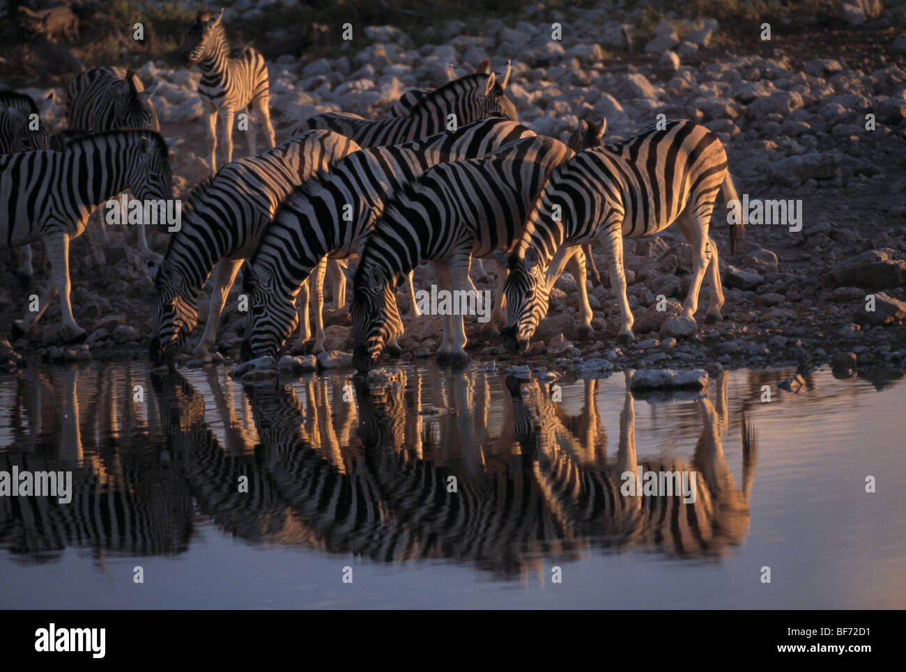 burchell's zebra, zebra, equus burchelli Stock Photo - Alamy