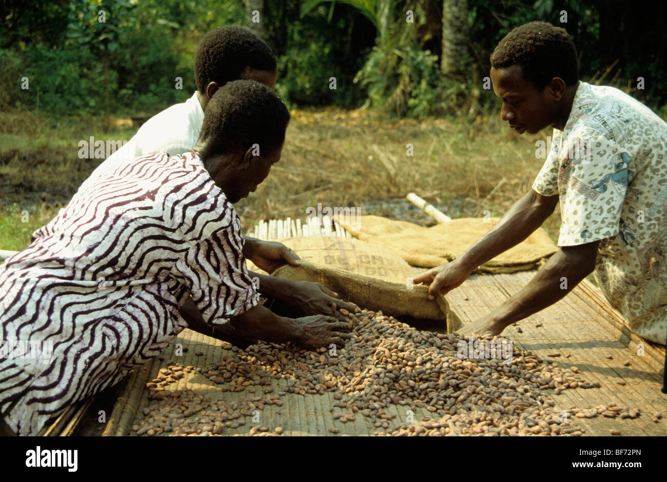 Ghana cocoa hi-res stock photography and images - Alamy