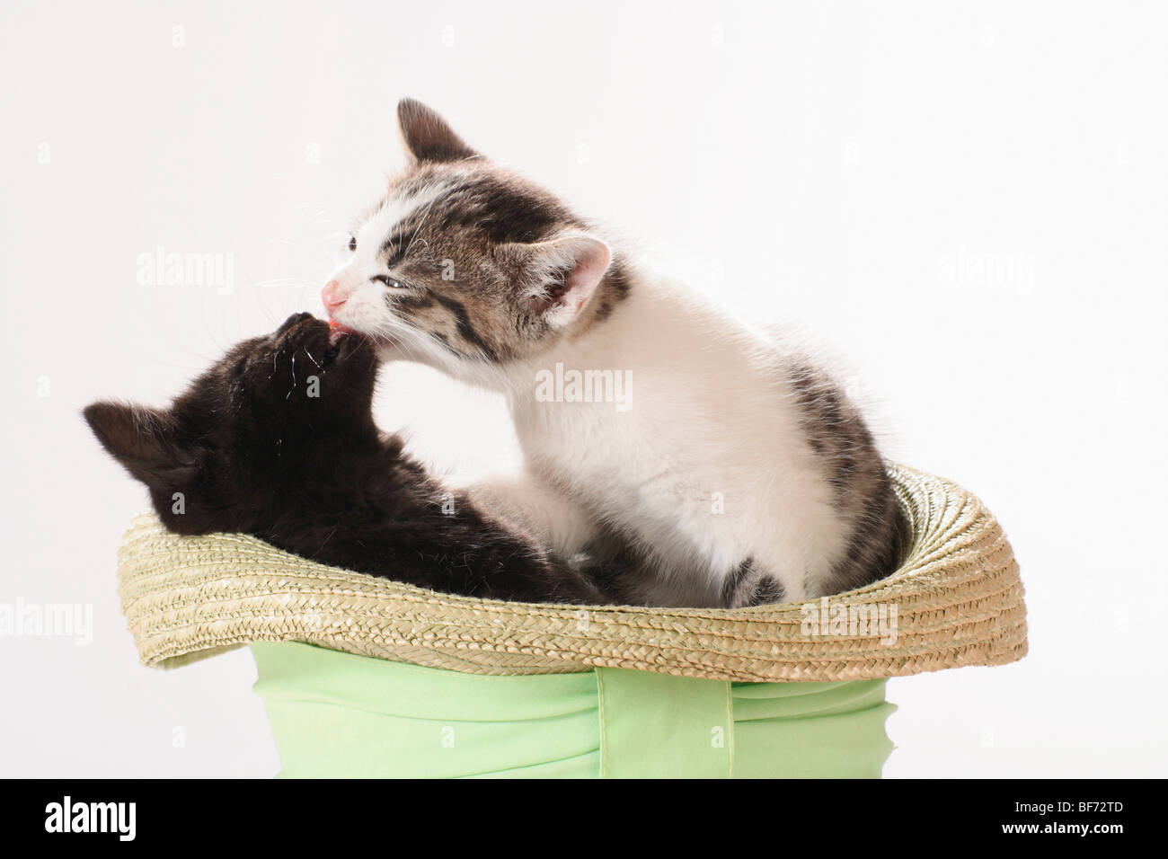 Two Cat Smooching High Resolution Stock Photography and Images - Alamy