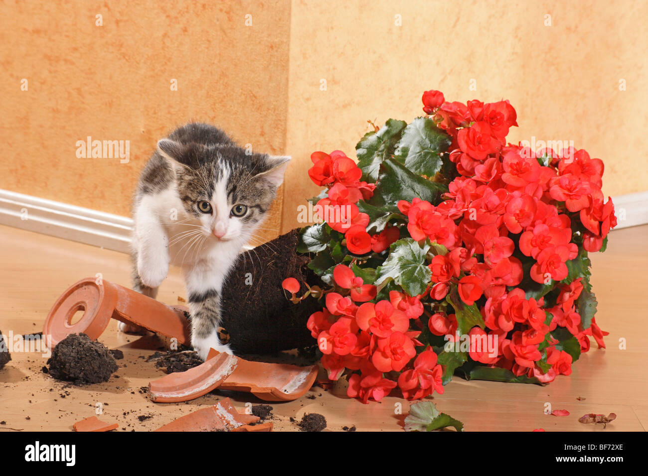 Destroying plants hi-res stock photography and images - Alamy