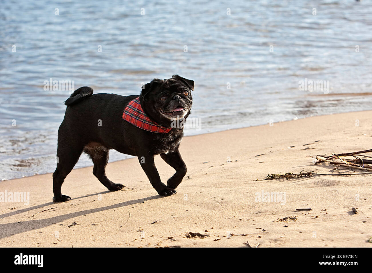 pug dog - standing at the beach Stock Photo - Alamy