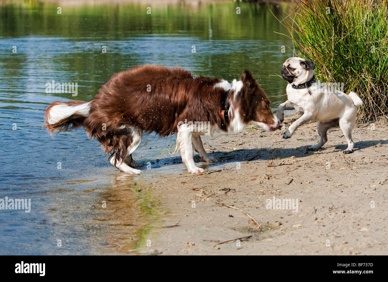 Boder Collie dog and pug dog puppy at the shore Stock Photo - Alamy