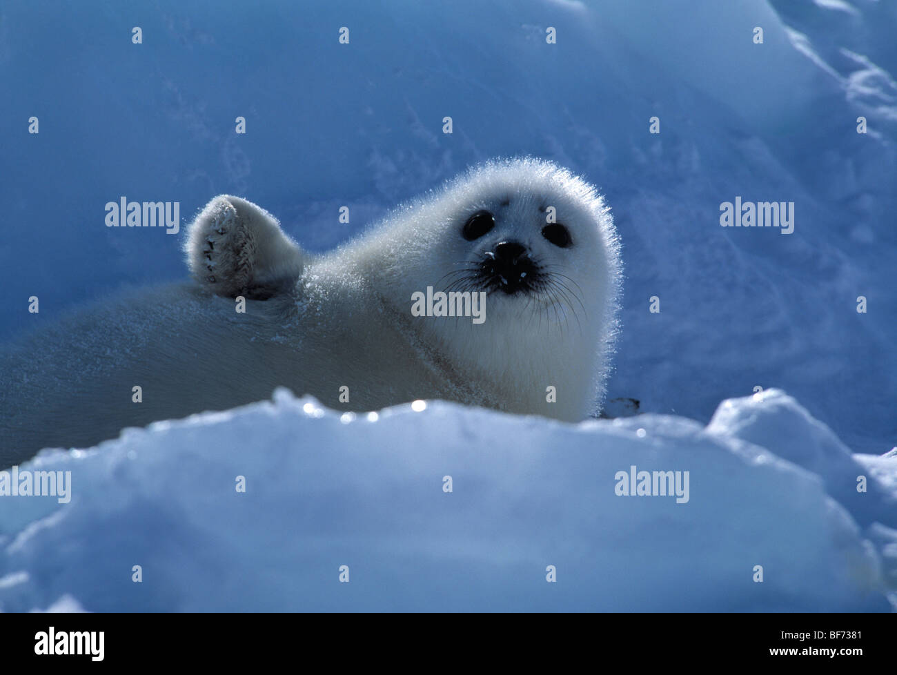 harp seal, phoca groenlandica, pagophilus groenlandicus Stock Photo - Alamy harp seal, phoca groenlandica, pagophilus groenlandicus Stock Photo - Alamy
