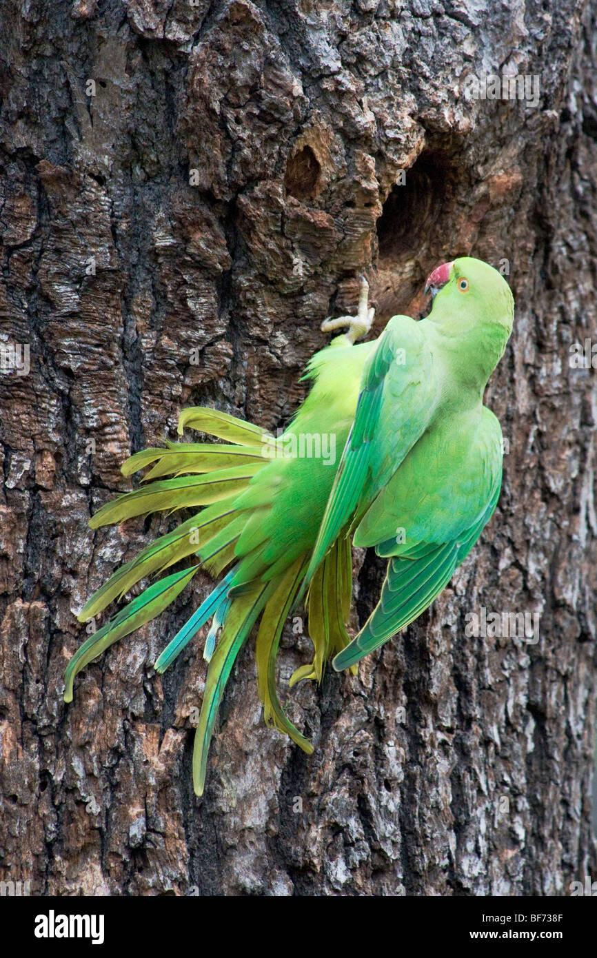 An adult Ring necked Parakeet outside it's nest hole Stock Photo - Alamy