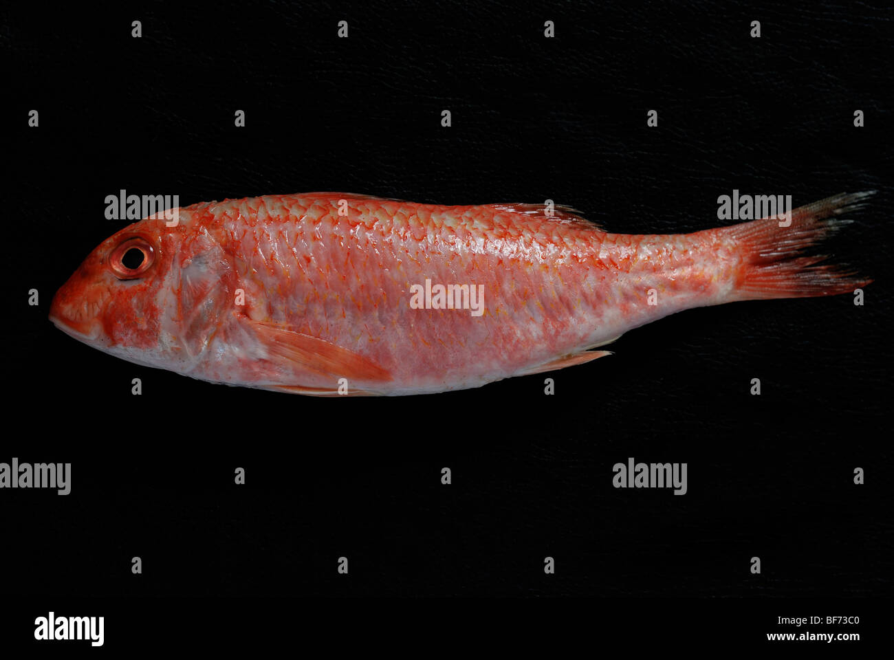 Argentine goatfish hi-res stock photography and images - Alamy