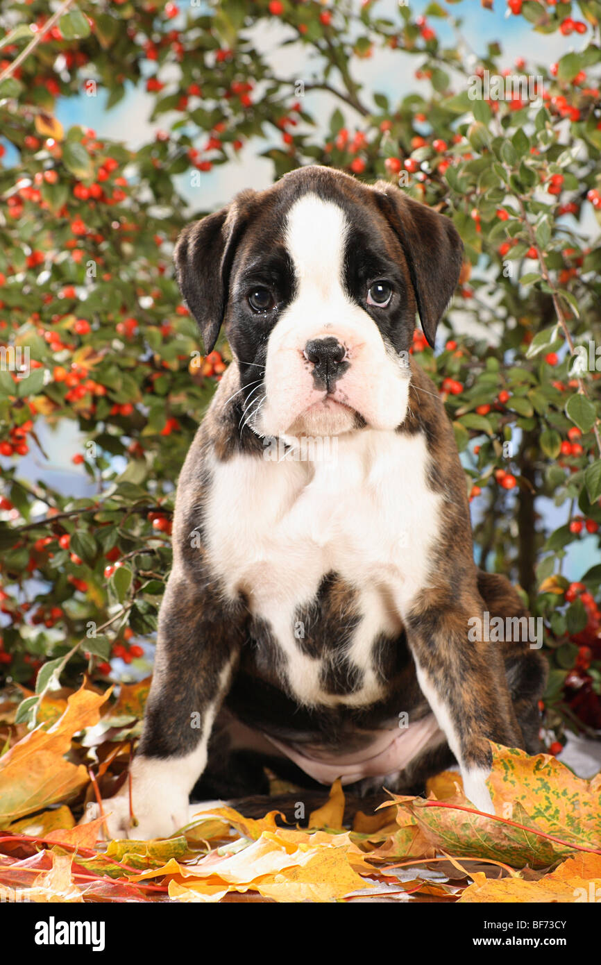 Boxer dog - puppy sitting on autumn foliage Stock Photo - Alamy