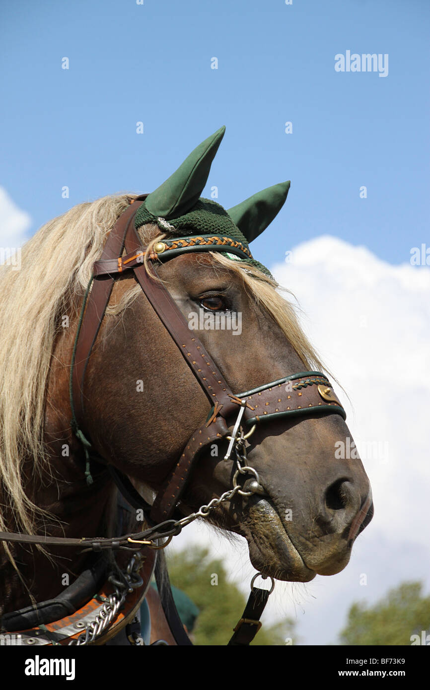 Noriker horse - portrait Stock Photo - Alamy