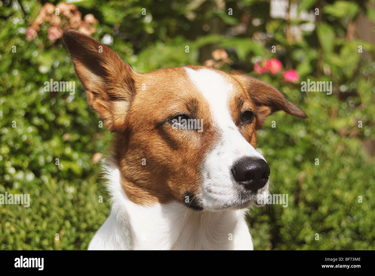 half breed dog - portrait Stock Photo - Alamy
