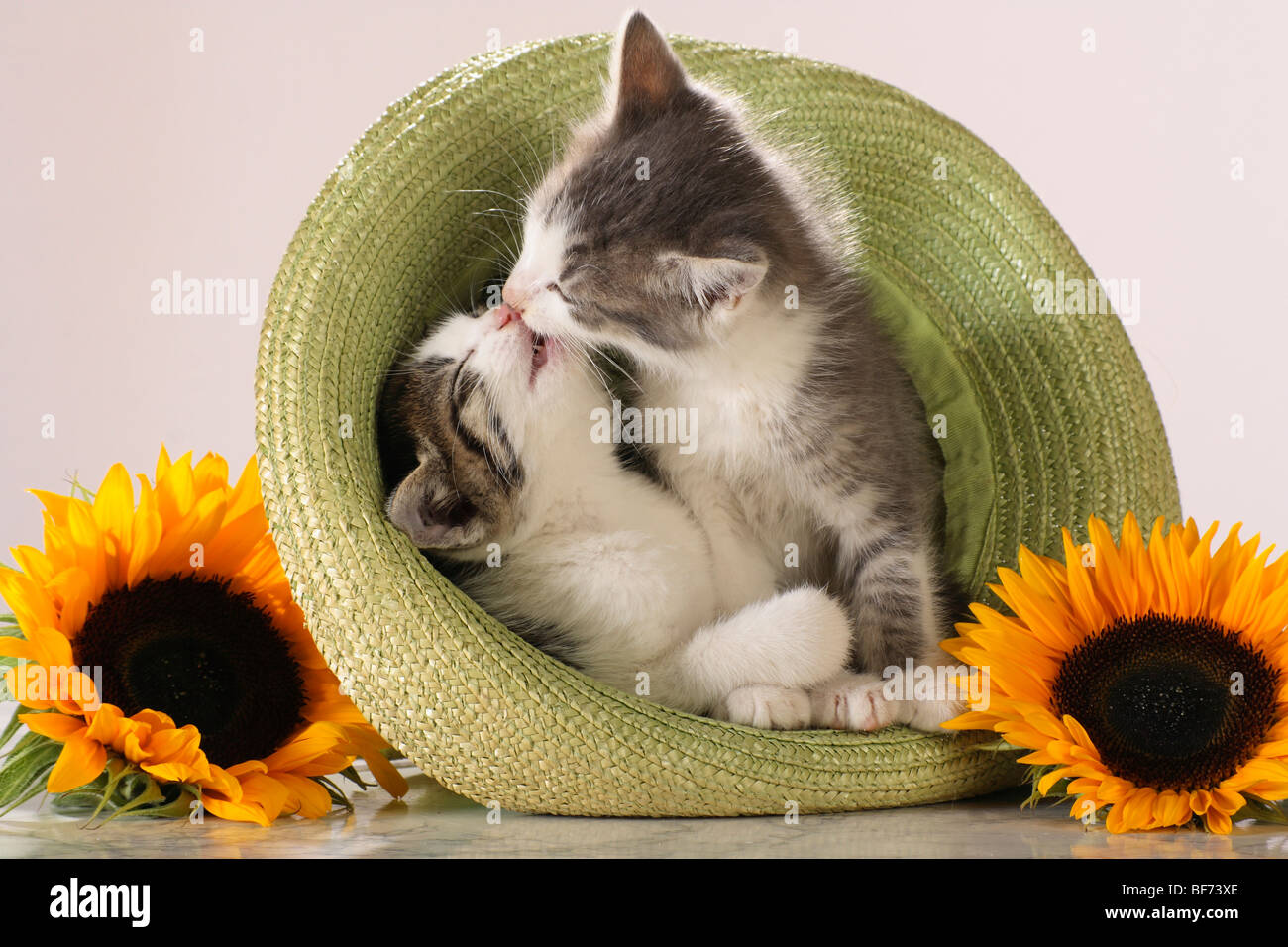 domestic cat - two kittens in hat - smooching Stock Photo - Alamy