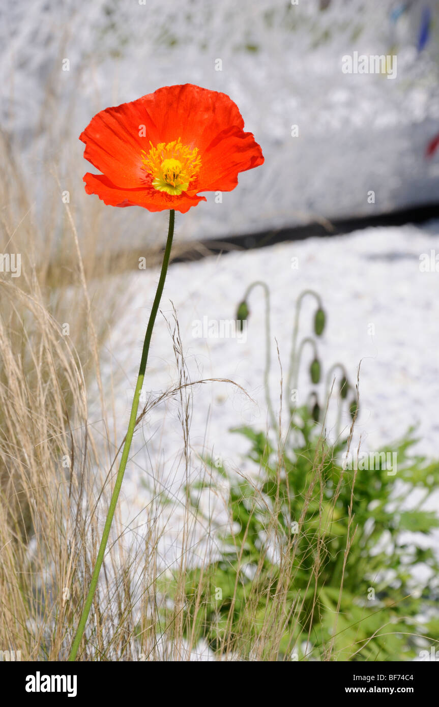 Centre of a poppy hi-res stock photography and images - Alamy